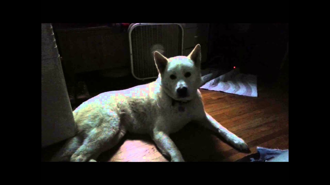 Akita howls and Shiba Inu Yodel - YouTube
