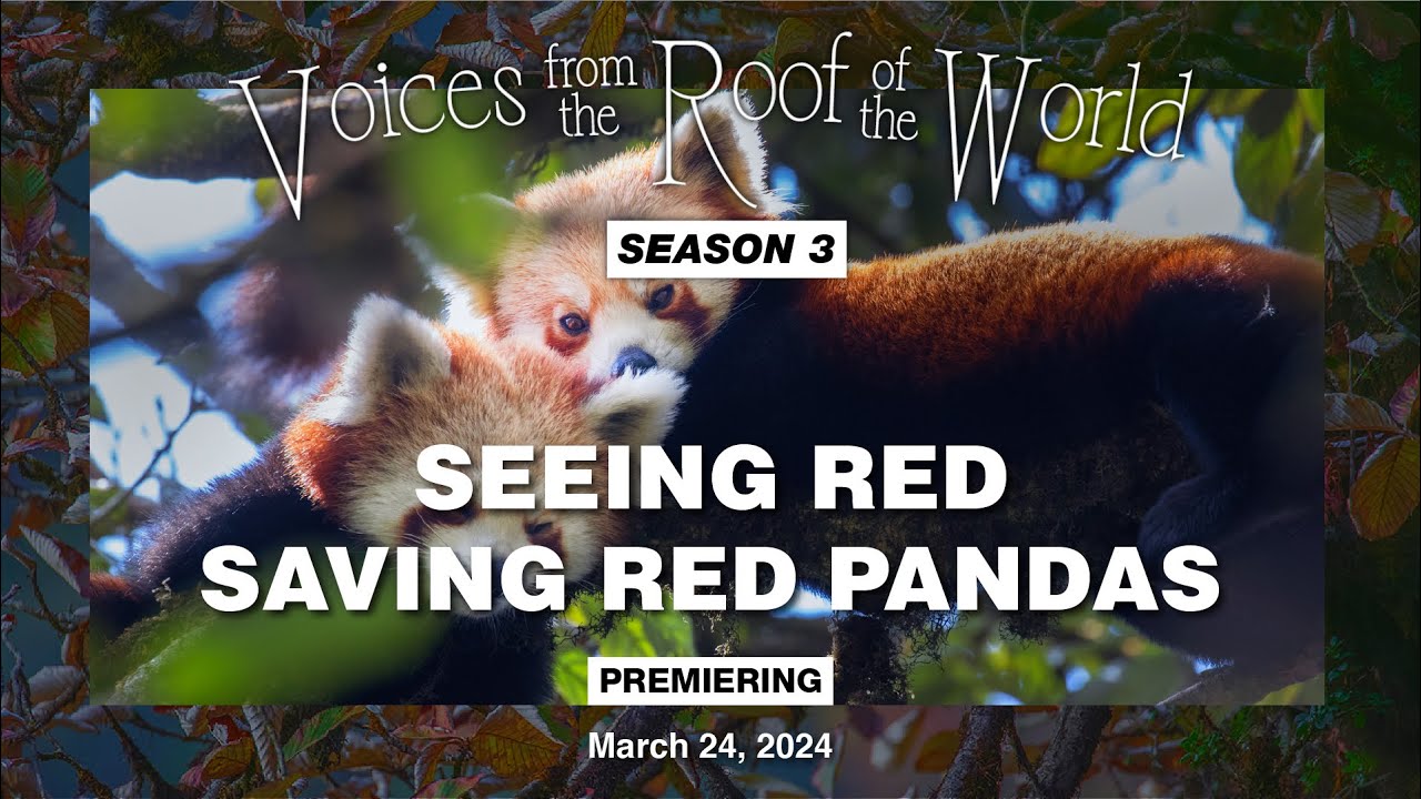 Trailer: Seeing Red – Saving Red Pandas | Voices from the Roof of the ...