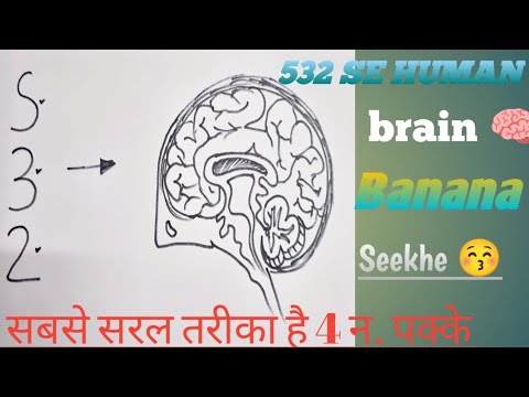 532 number into human brain 🧠 diagram।How to make human brain diagram ...