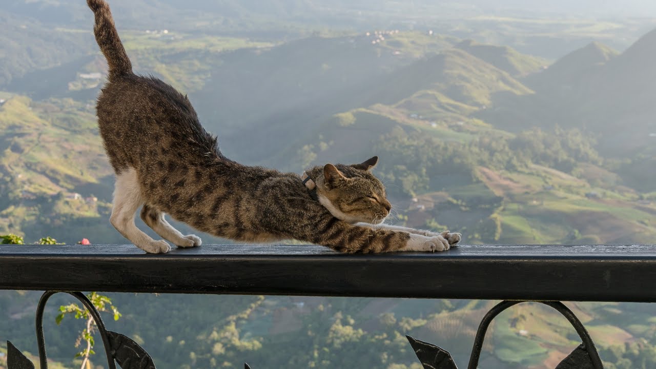 Captivating Cat Concert: Mesmerizing Sounds of Feline Symphony - YouTube