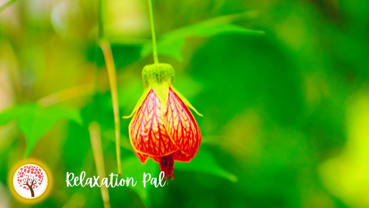 Relaxing Pal with Beautiful Nature Views - Meditation Music, Study Calm ...