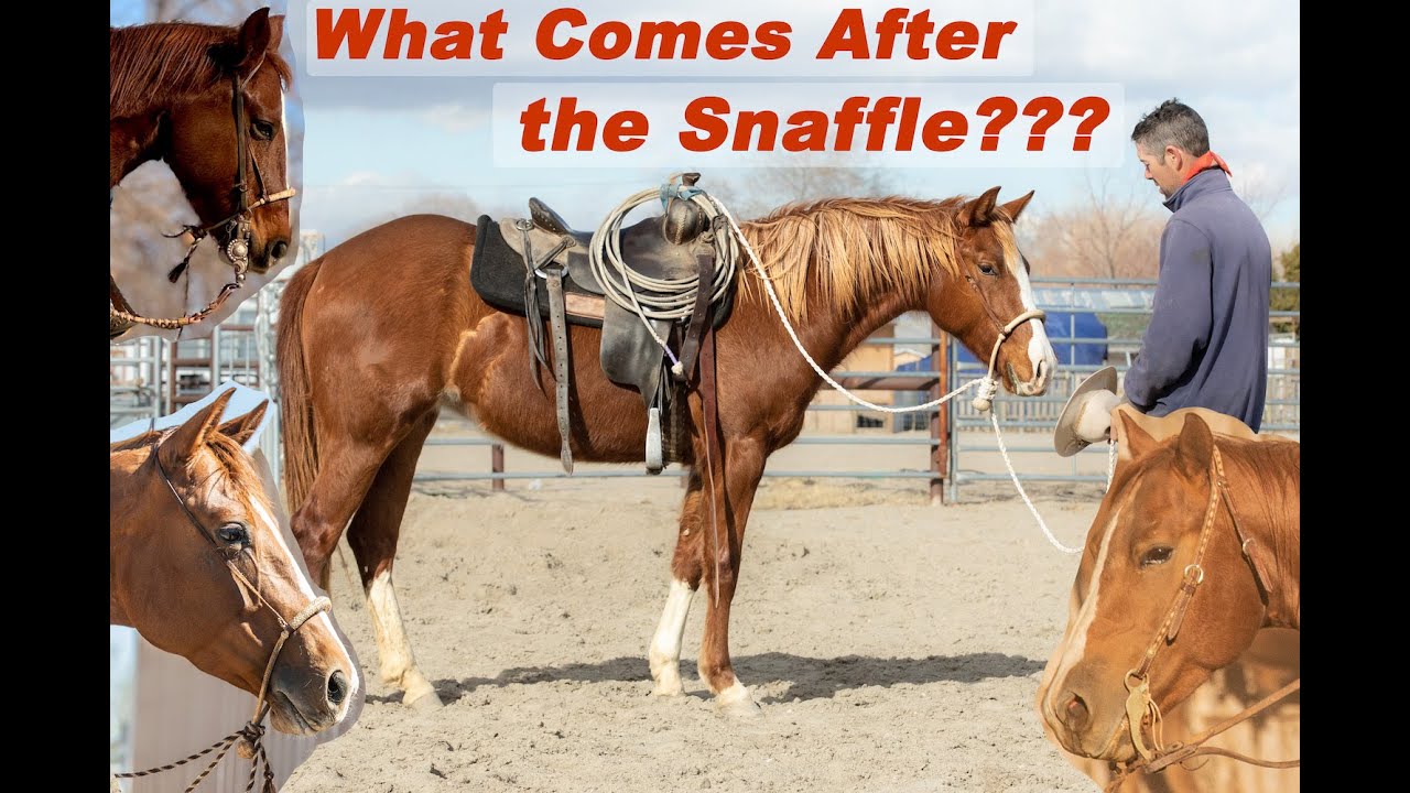 What Comes After the Snaffle? - YouTube