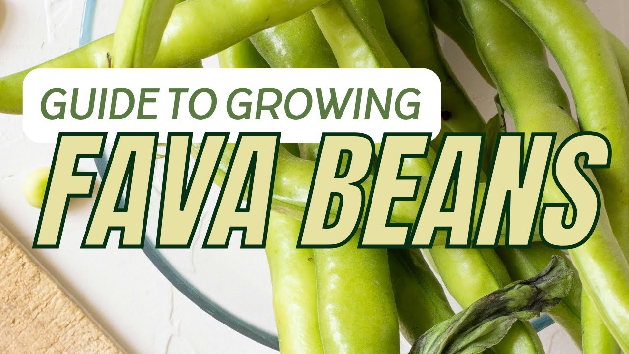 Grow Fava Beans in Small Spaces: A Step-by-Step Guide for Beginners ...