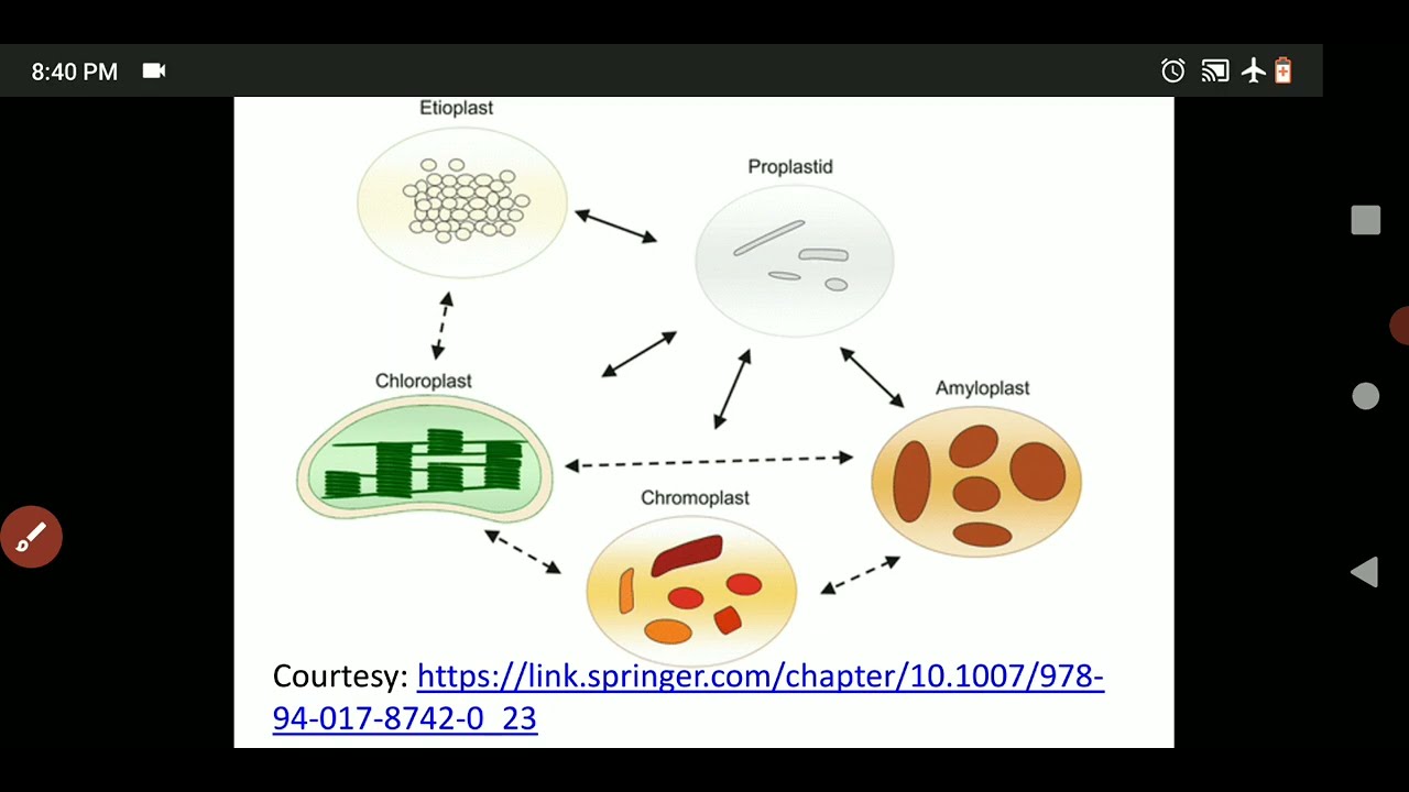 Biogenesis of Chloroplast #biogenesis #chloroplast #biologylecture # ...