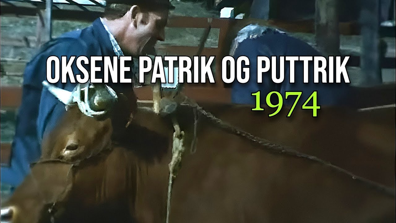 Oksene Patrik og Puttrik - 1974. Slik ble de "innkjørt" for å kunne dra ...