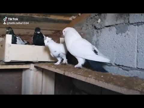 Van güvercin leri sevenler yüksek uçum kuşları karakuyruk 🕊️🕊️🕊️ takipte kalın