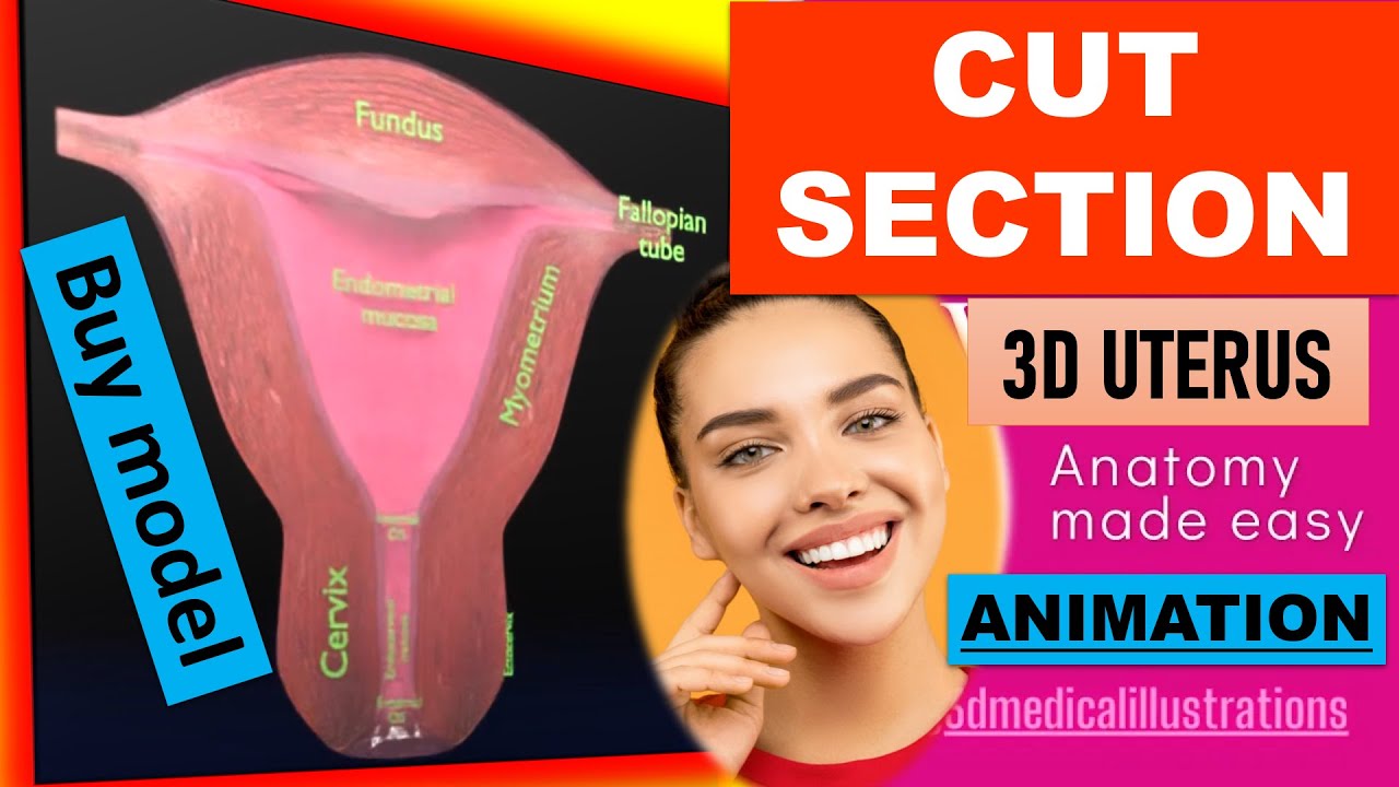 uterus cut animated labelled https://medical3dmodels.com - YouTube