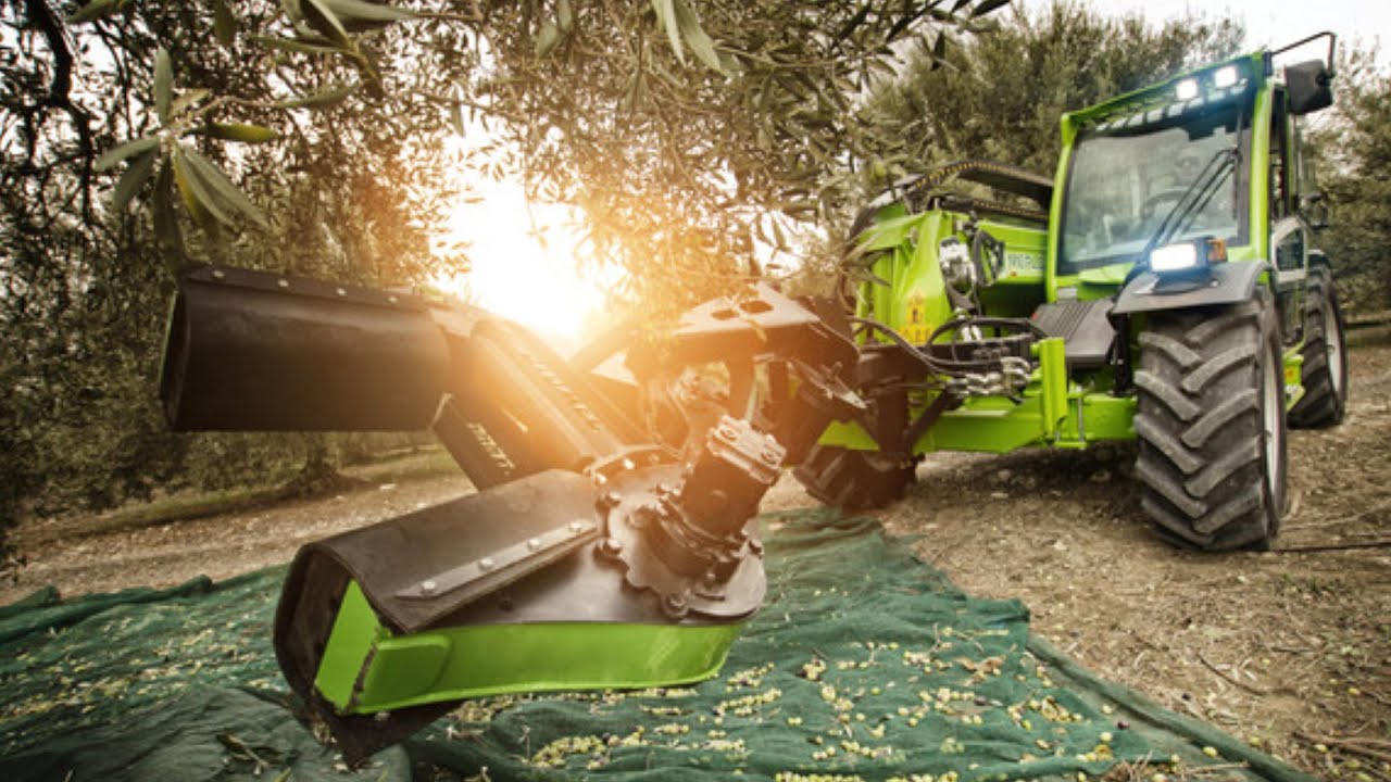 Impressive Olive Tree Shaking and Harvesting - Olive Farm and olive ...