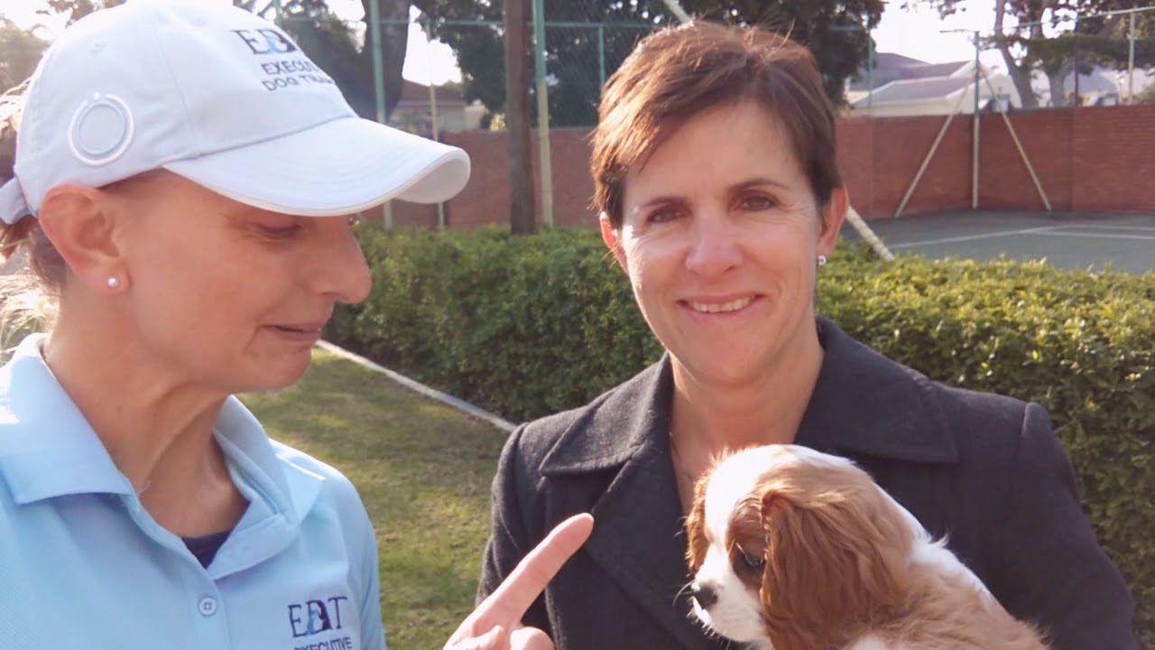 Executive Dog Training Testimonial 0724798103 - YouTube