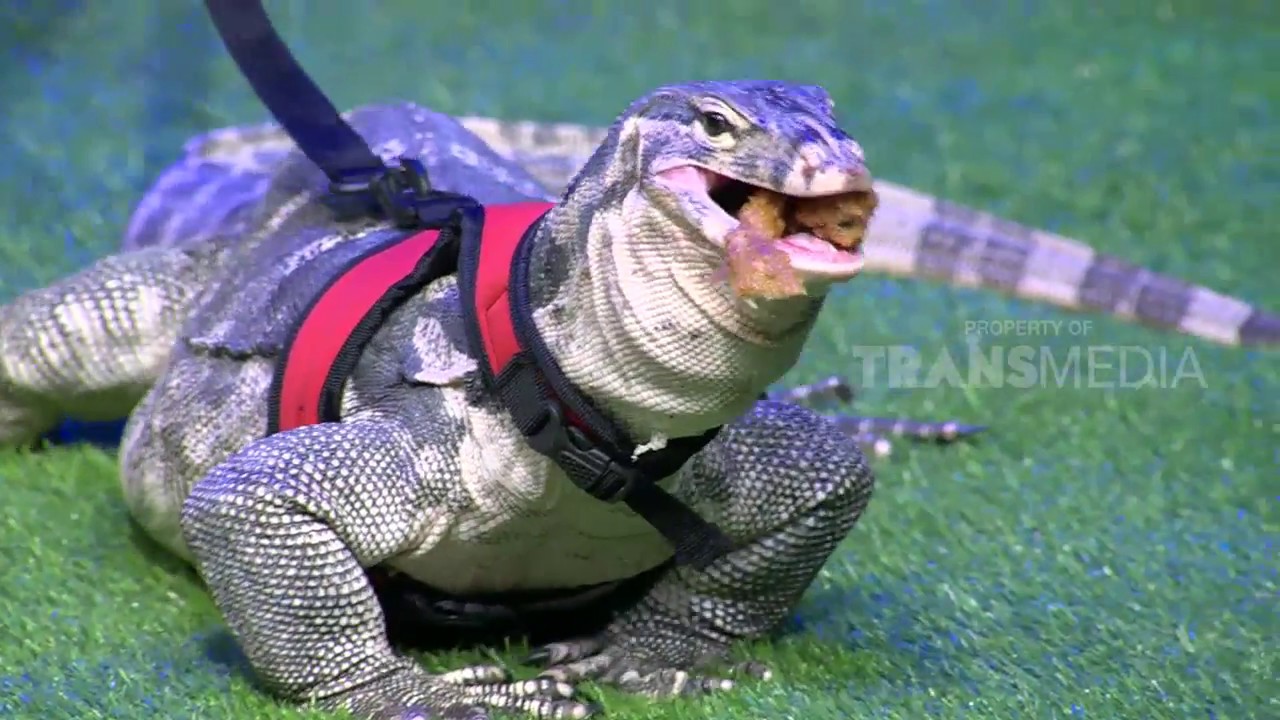 Brigadir Arifian dan Biawak Kesayangan | HITAM PUTIH (04/07/18) 4-4 ...