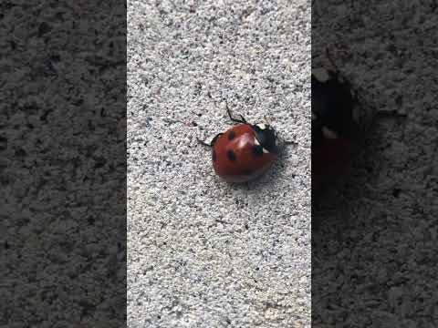 How Do You Tell Male And Female Ladybugs Apart