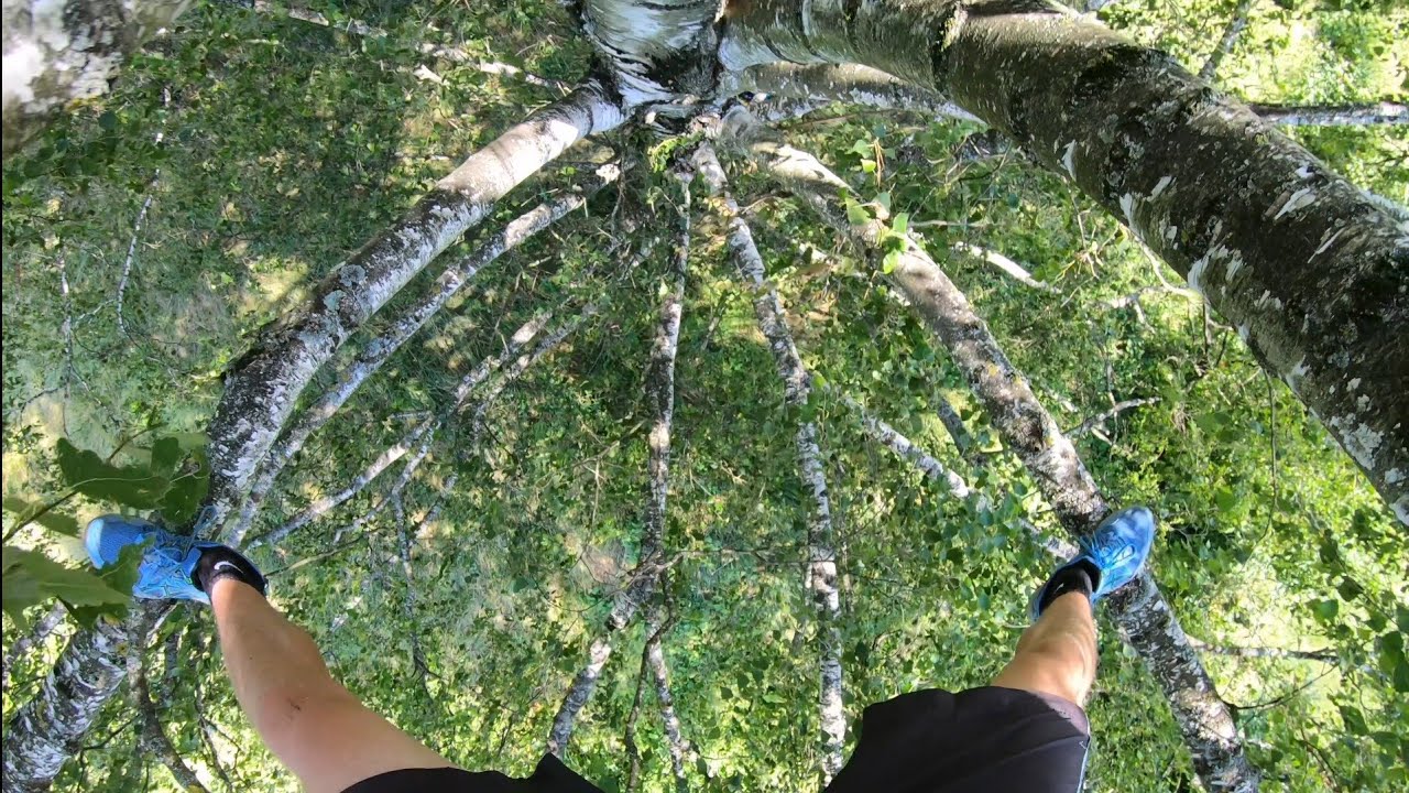 Tree Climbing | Chilling On A Big Birch - YouTube