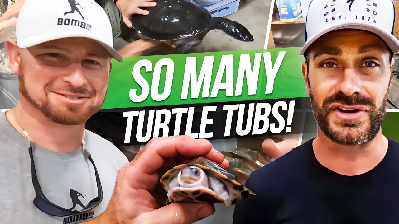 MASSIVE Indoor Turtle SETUP! - YouTube