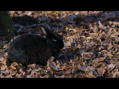 Cute Rabbit 🥰 | Will Make You Smile | Funny Pets Vertical