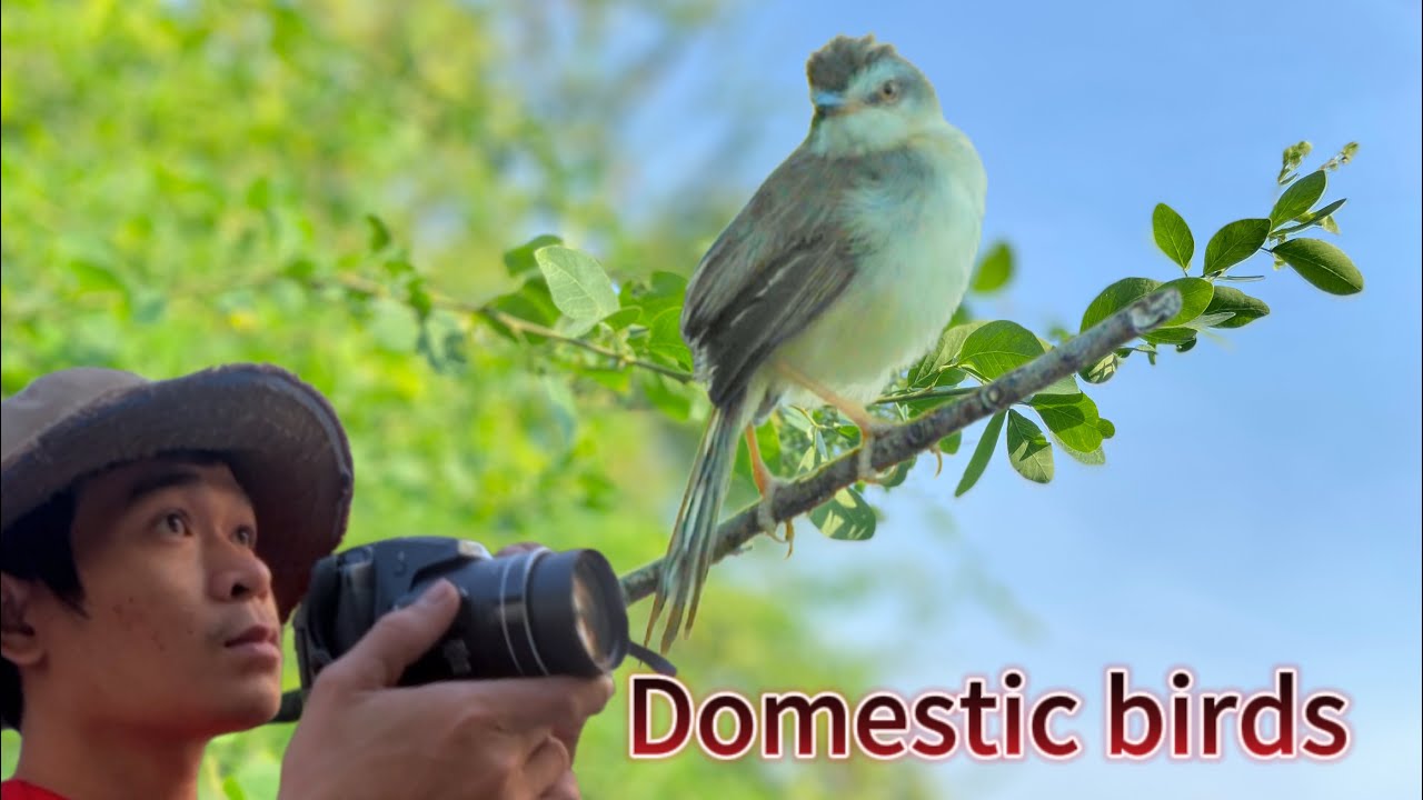 Two species of domestic birds - YouTube