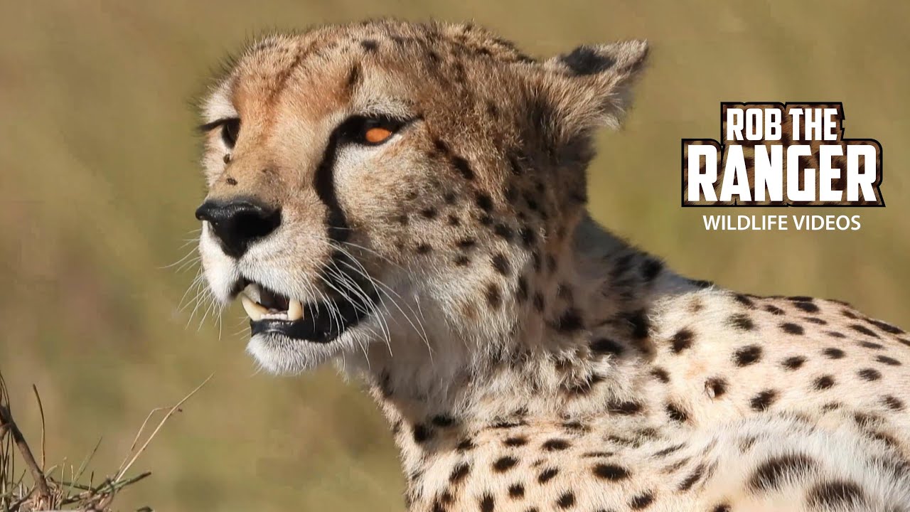 Male Cheetah On Patrol | Maasai Mara Safari | Zebra Plains - YouTube