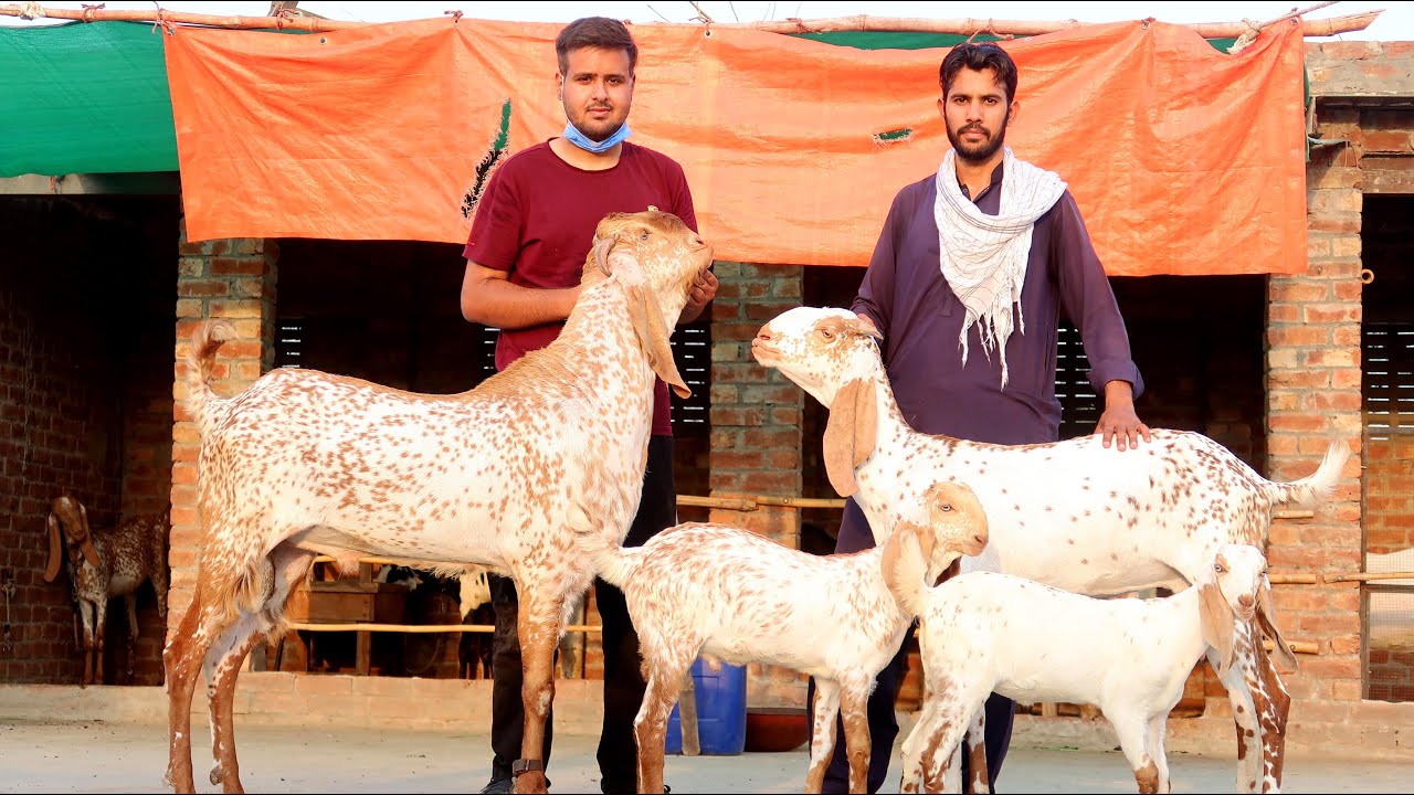 Beautiful Makhi Cheena Goats With Kids Lahore 2020 - YouTube