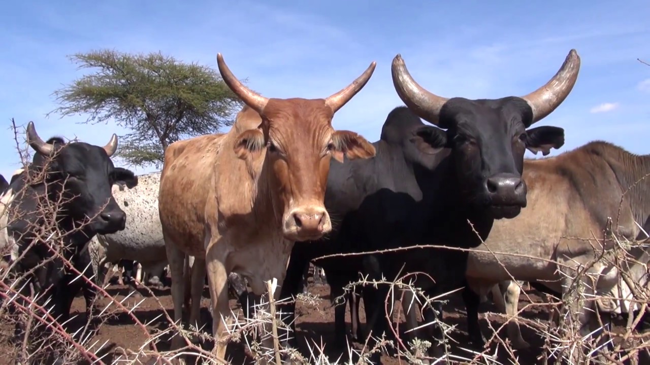 Improving Animal Welfare in Tanzania (Swahili) - YouTube