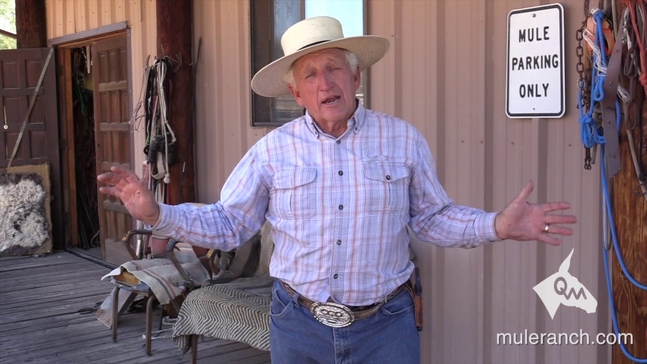 Trailer Loading - How to Successfully Load Your Mule or Donkey - YouTube