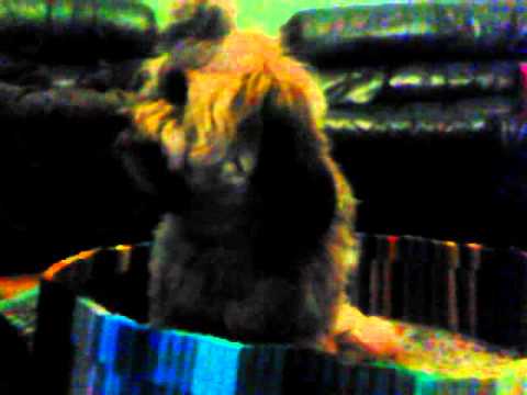 texta dog - YouTube