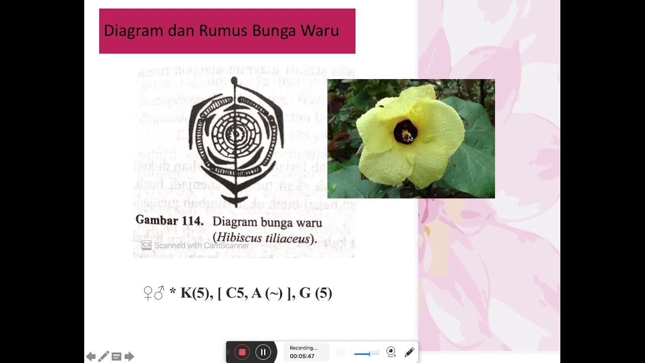 Diagram dan Rumus bunga (Praktikum Morfologi Akar dan Bunga) - YouTube