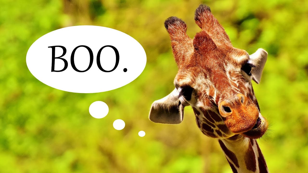 Funny Animal Jump Scare Video - YouTube