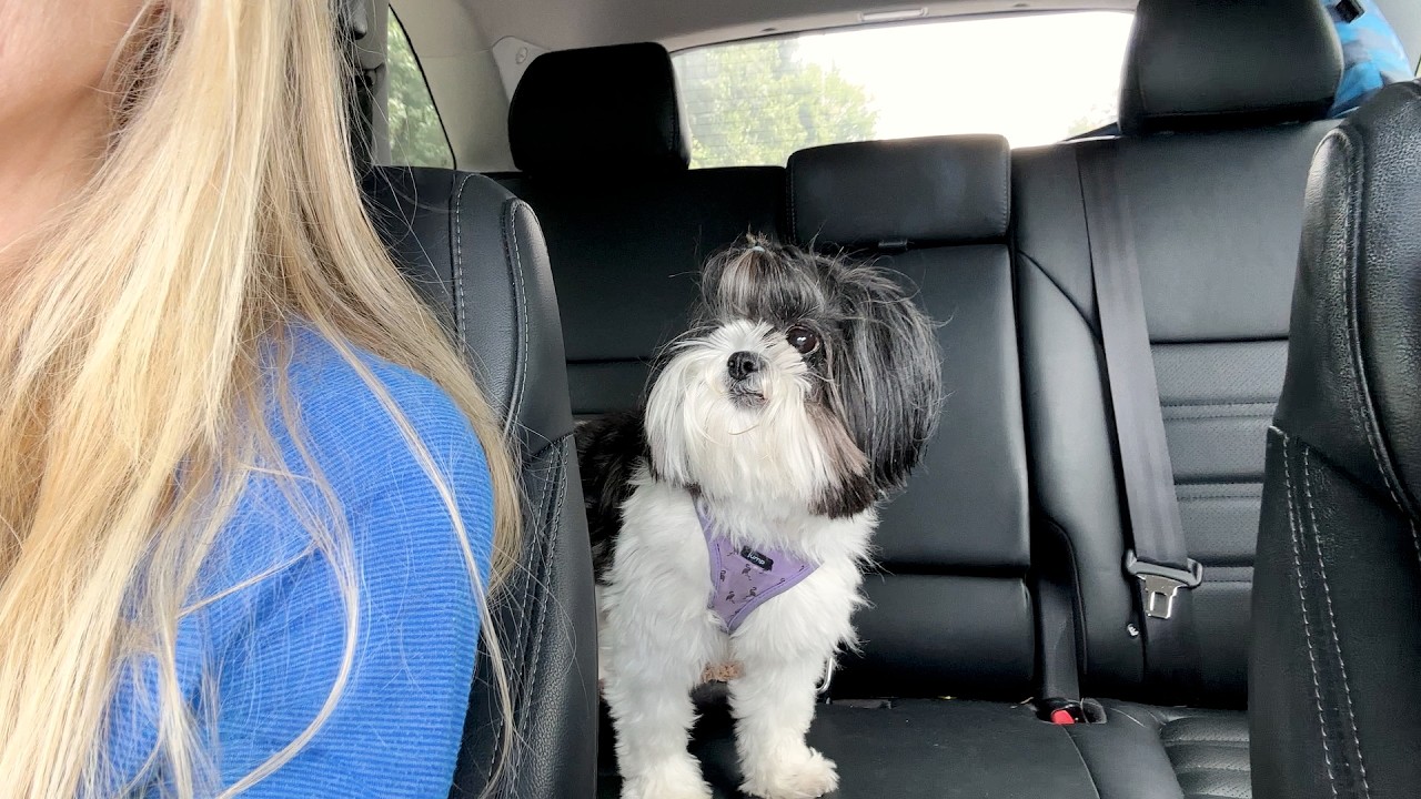 Shih Tzu Goes On A Fun Little Road Trip! - YouTube