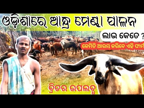 sheep farm in odisha || ଆନ୍ଧ୍ର ମେଣ୍ଢା ପାଳନ #sheepfarming #odisha # ...