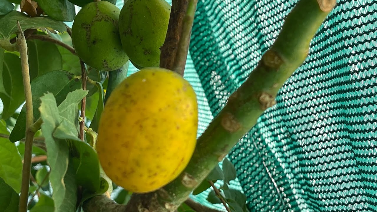 June Plum in Las Vegas is Ripe! - YouTube