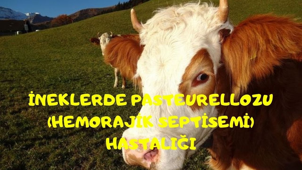 SIĞIRLARDA PASTEURELLOZU(HEMORAJİK SEPTİSEMİ)HASTALIĞI(YAZILI ANLATIM ...