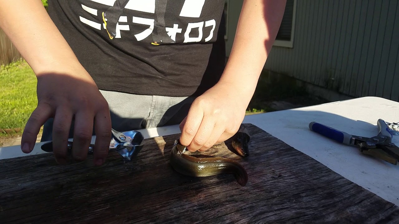 How To Fillet a Eel - YouTube