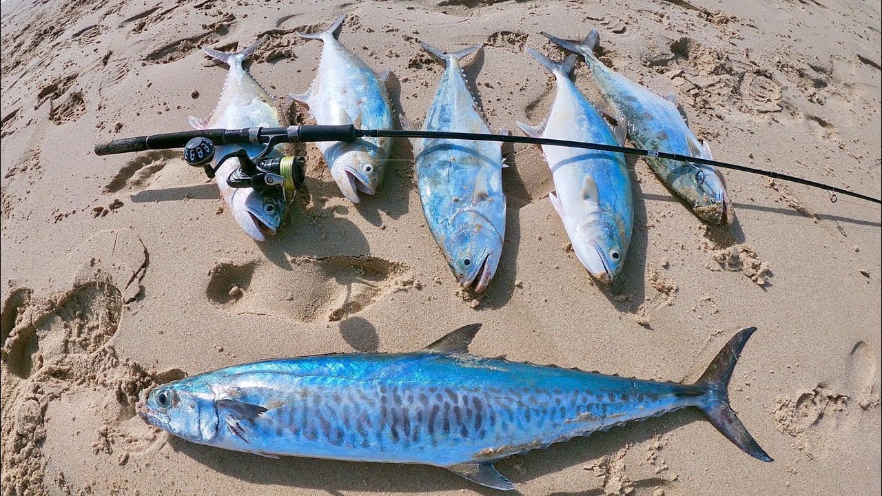 Shore jigging Queenfish - Fishing Inland Sea Qatar - YouTube