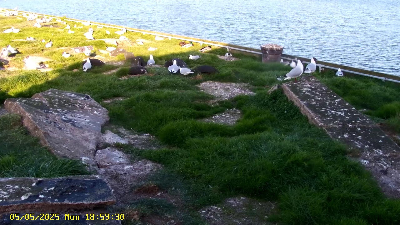 Lough Neagh: Torpedo Platform☀️05/05/25 - YouTube