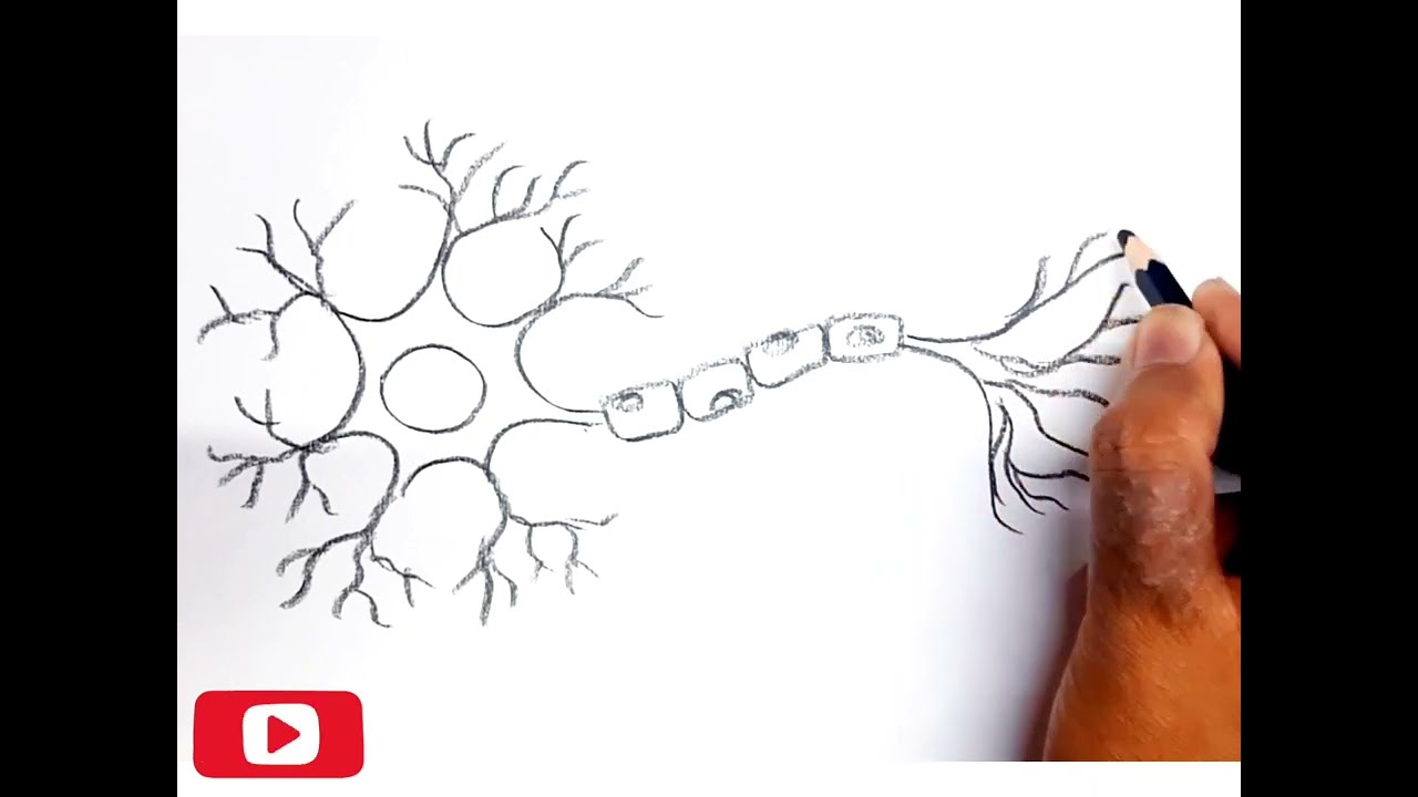 Neuron Diagram Drawing Class 10 - YouTube