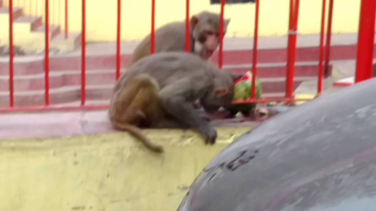 monkey attack while shooting video - YouTube