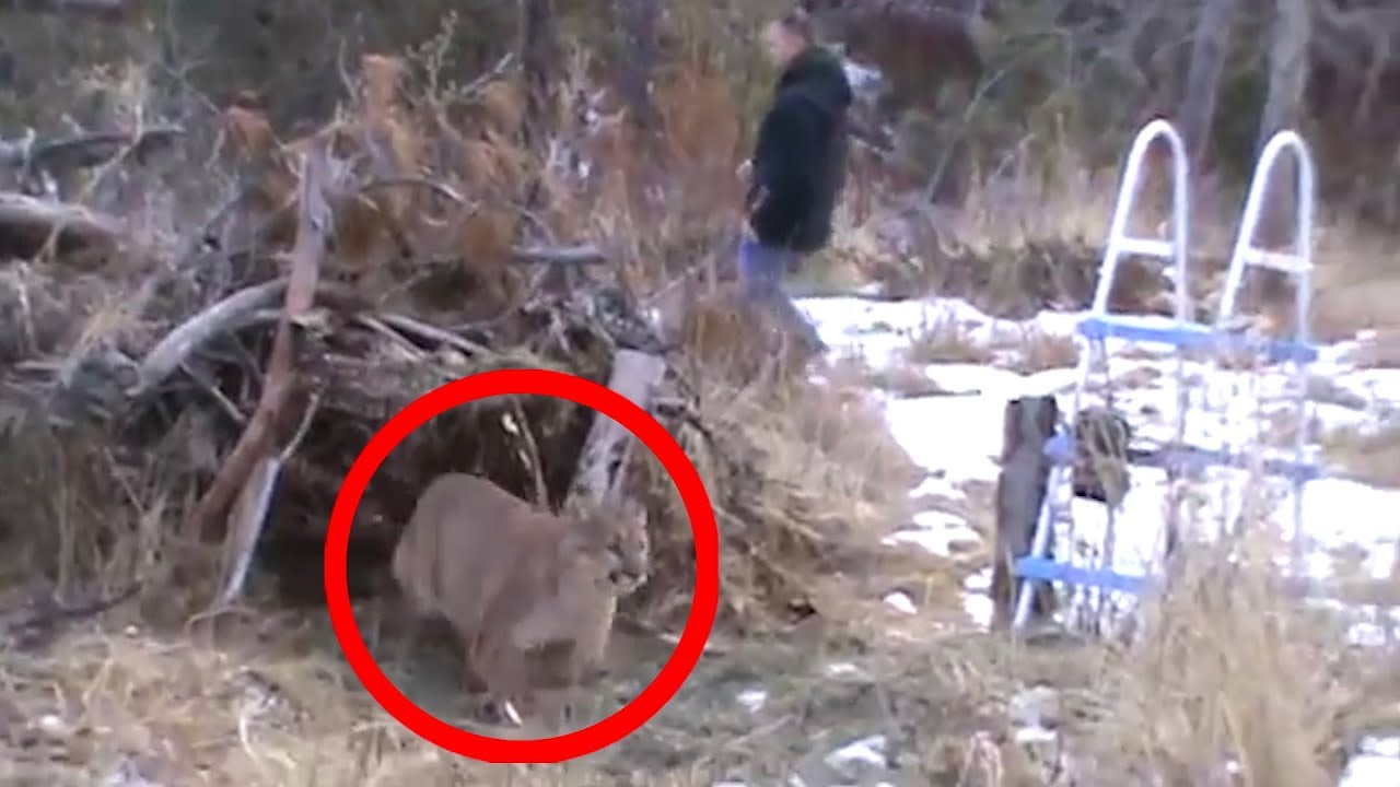 Guy uses live fox trap and accidentally catches a Mountain Lion - YouTube