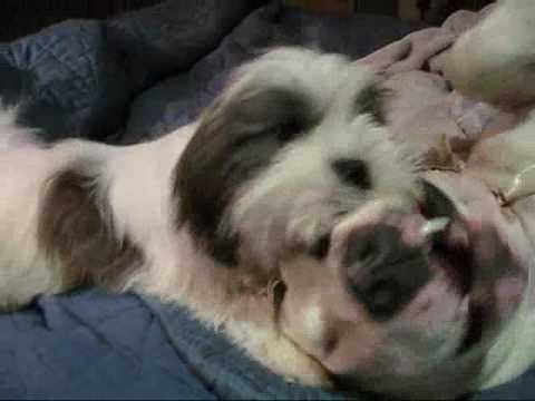 Ace and Lucy (By Eldad Hagar) - Please rate, comment and subscribe ...