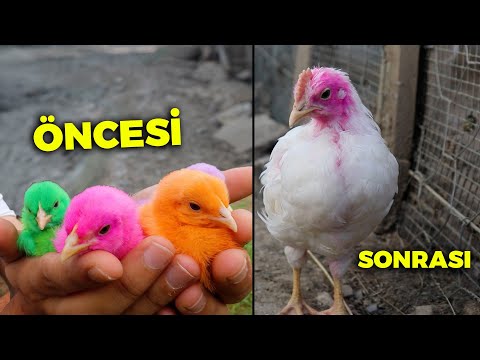 Renkli Pazar Civcivlerinin Gelişimi Öncesi ve Sonrası ! Baştan Sonra Civciv Gelişimi - Pembe Civciv