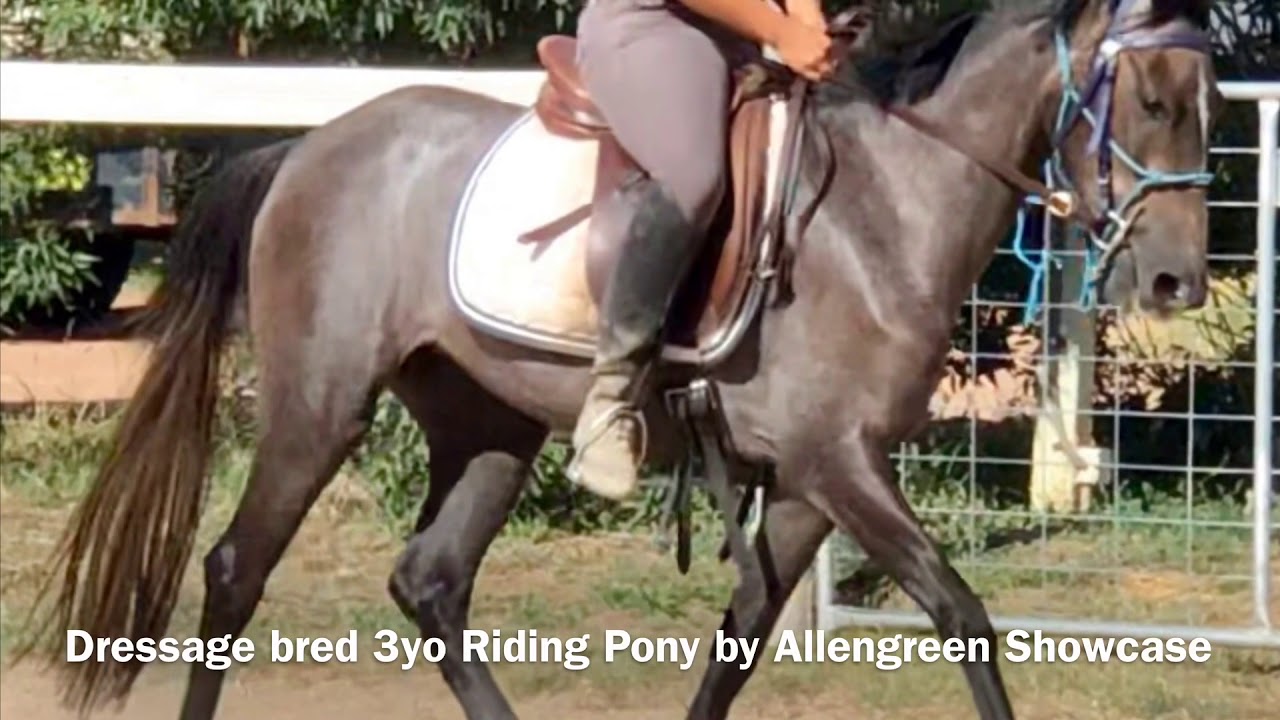 LL Glam Rock - Riding Pony for sale - YouTube