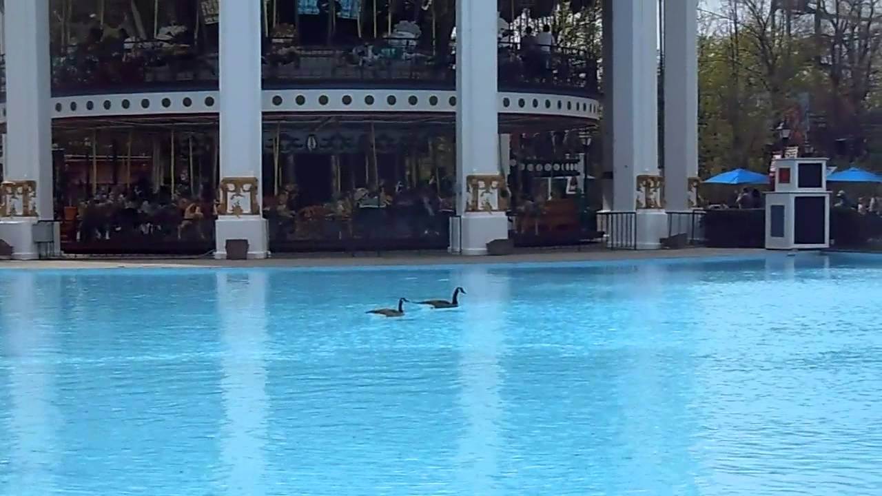 Carousel Geese Six Flags Great America Opening Weekend 2015 5-3-15 ...