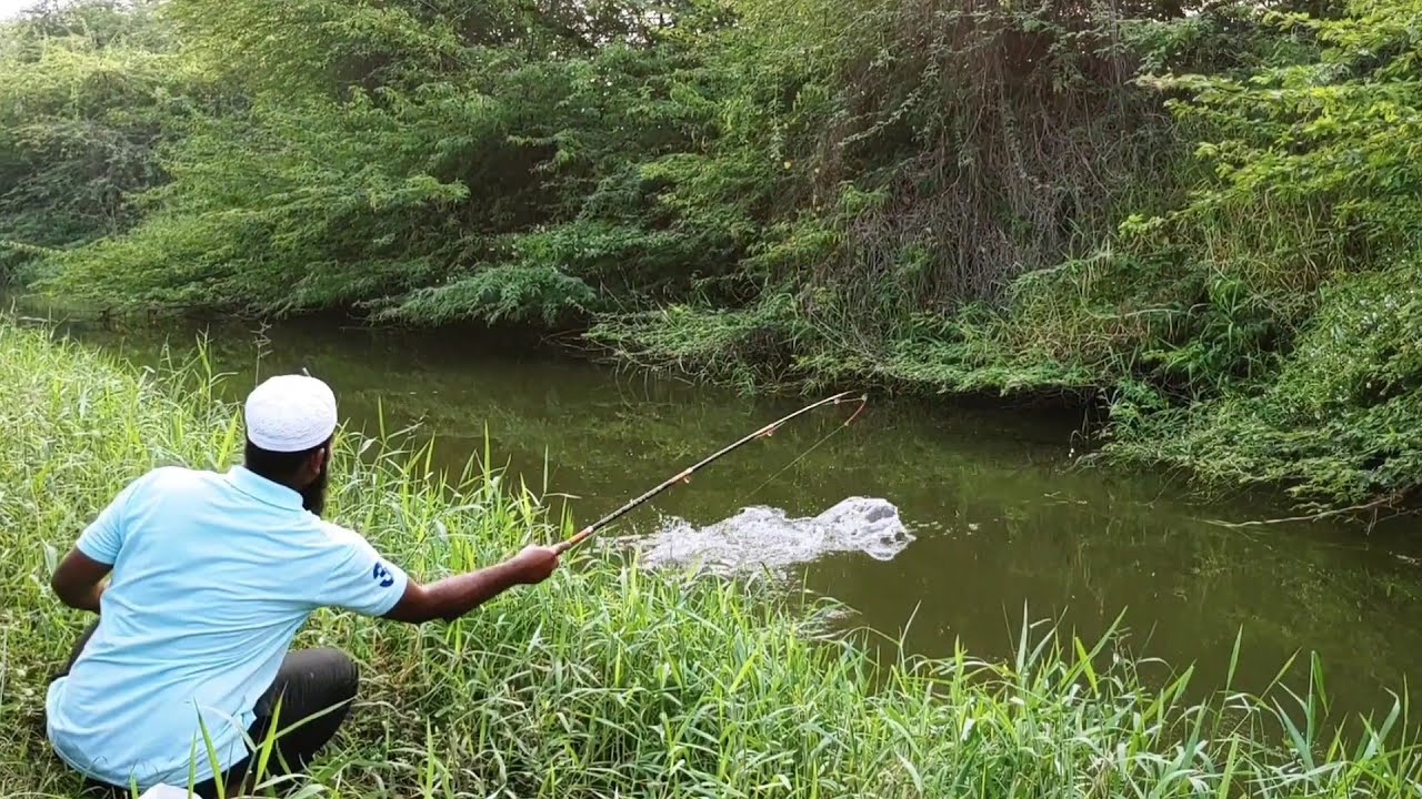 Tortoise Fish Catching|Hook Fishing|Village Fishing|Catching The Indian ...
