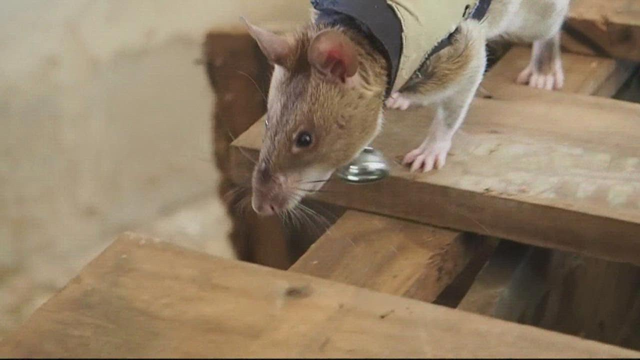 'Hero Rats' are trained to help rescue first responders in the rubble ...