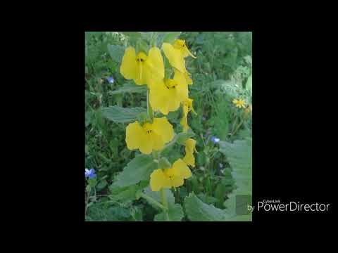 çox gözəl və qeyri adi gül