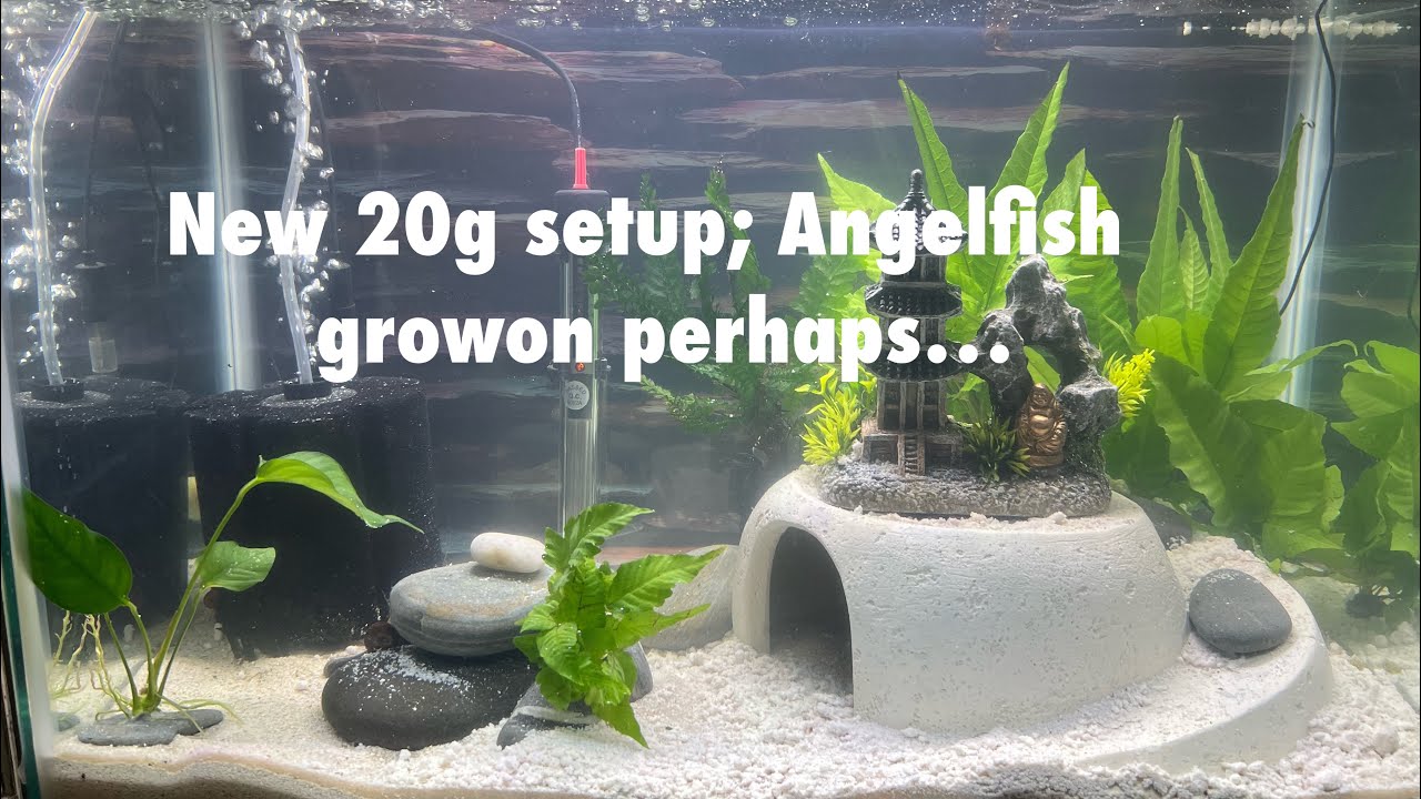 Another tank setup (20g high)! #aquarium #aquariumfish #angelfish - YouTube