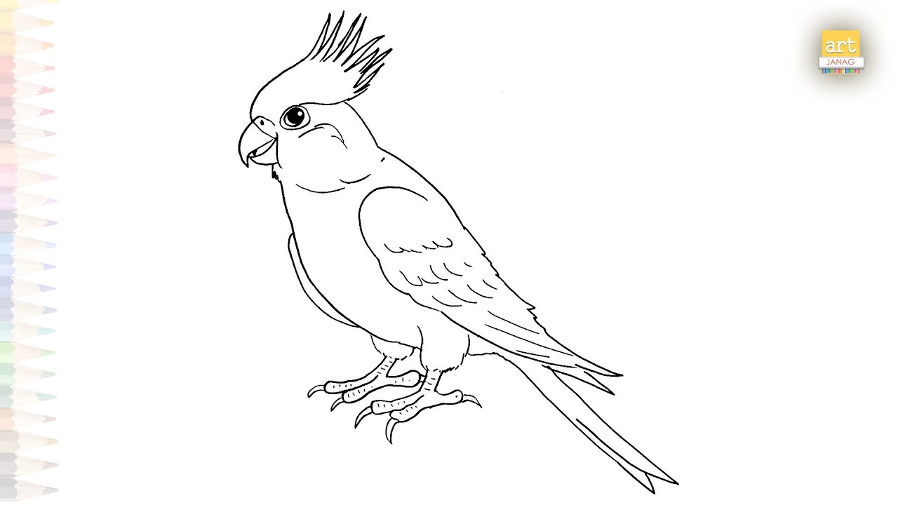 Cockatiel drawings easy | Pet birds drawing sketches | How to draw A ...