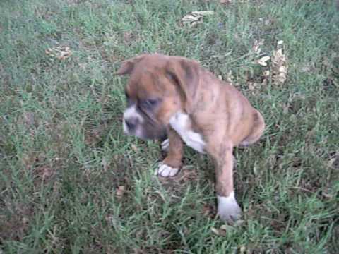 7 week old puppies in the rain. Colorado AKC Boxers - YouTube