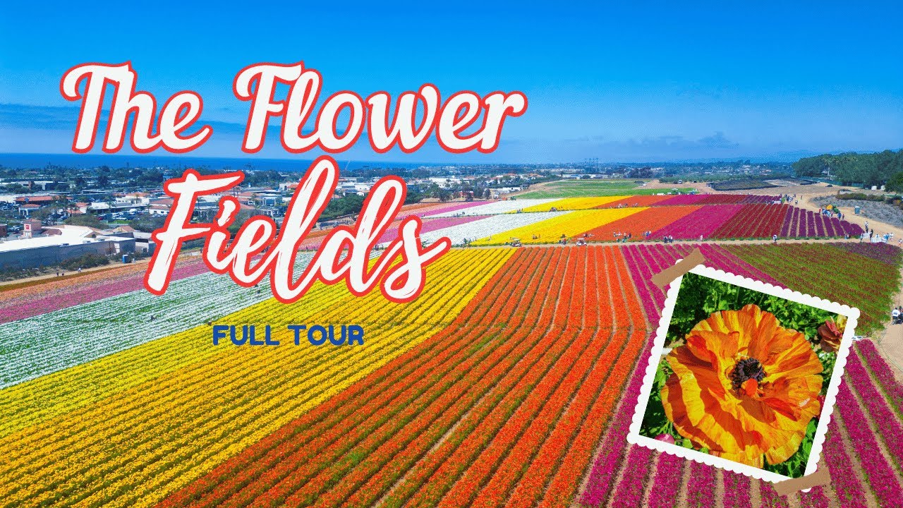 The Flower Fields at Carlsbad Ranch: Springtime in So-Cal - YouTube