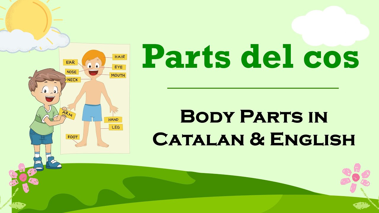 Parts del cos - Body Parts in Catalan & English - YouTube