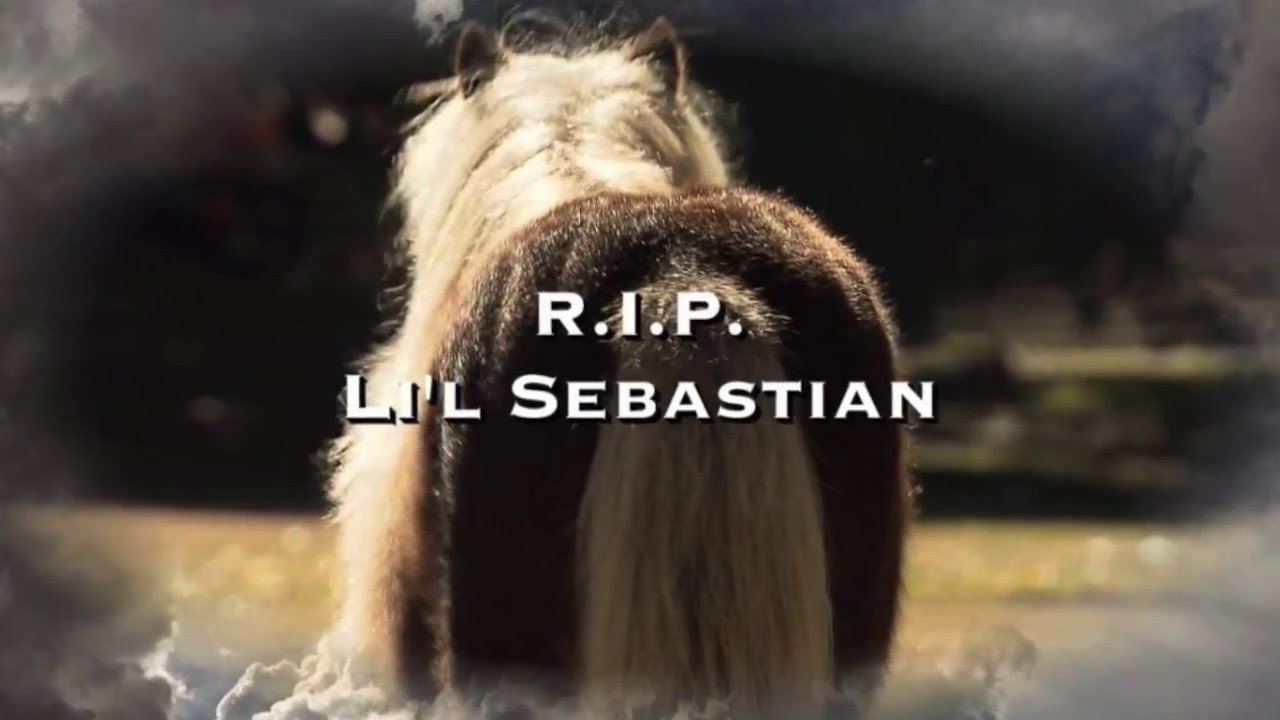 A Tribute to Li'l Sebastian, Tiny Horse/Hero - YouTube