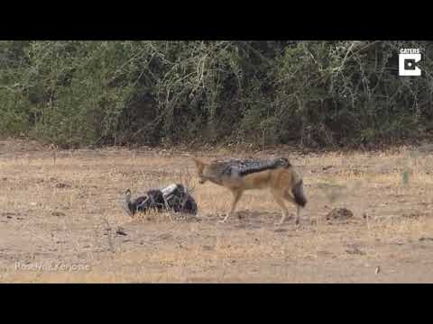 Belgesel piton vs çakal